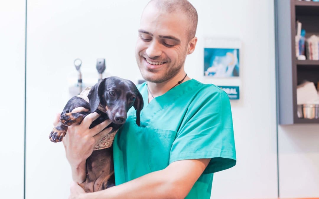 ¿por Qué Esterilizar A Tu Mascota Hospital Veterinario Riera Alta